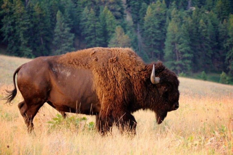 Amerikansk bison - JAGT, Vildt & Våben