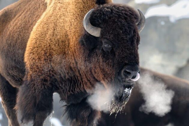 Amerikansk bison - JAGT, Vildt & Våben