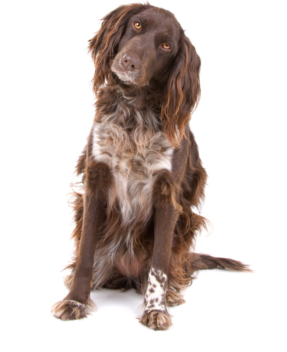 Tankefuld fasanjagt - med og uden hund - JAGT, Vildt & Våben