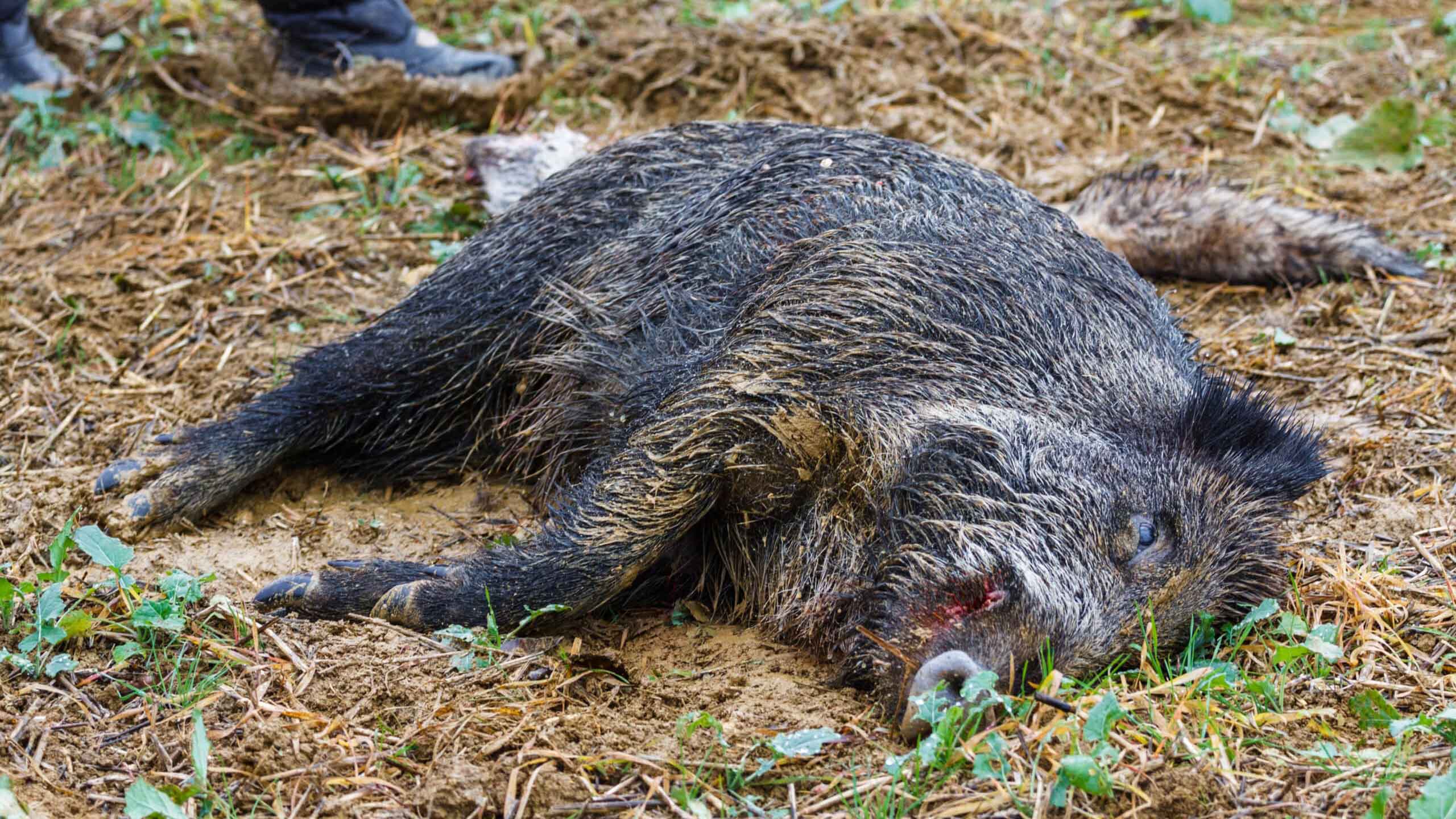 Fortsat massiv indsats for at lokalisere og begrænse Afrikansk ...