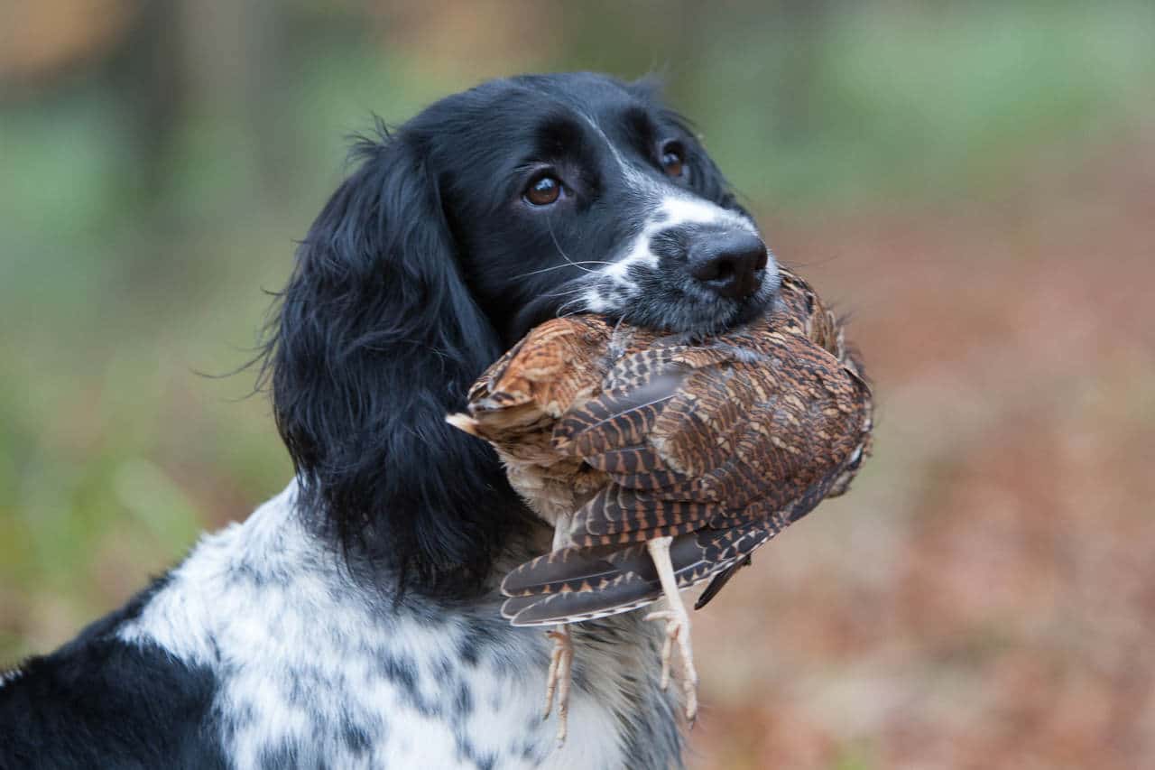 Raceportræt: spaniels - JAGT, Vildt & Våben