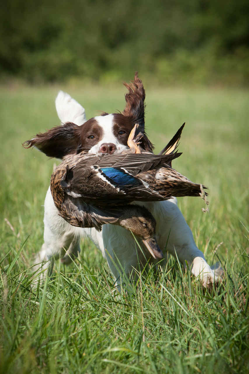 Raceportræt: spaniels - JAGT, Vildt & Våben