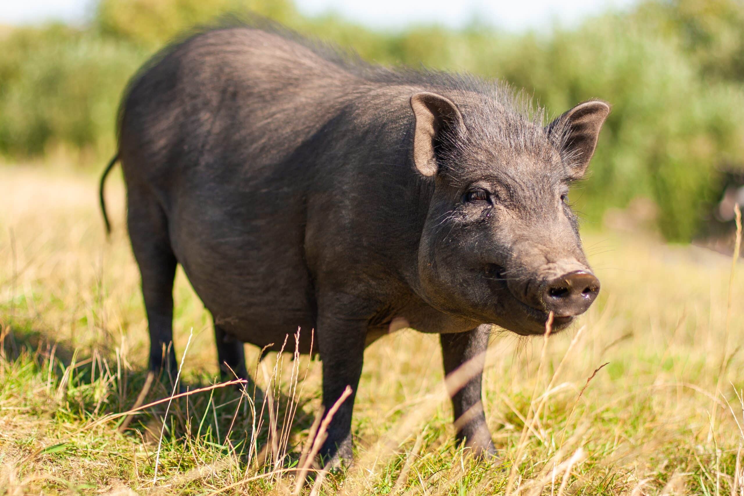 Bekymring over canadiske vilde svin - JAGT, Vildt & Våben