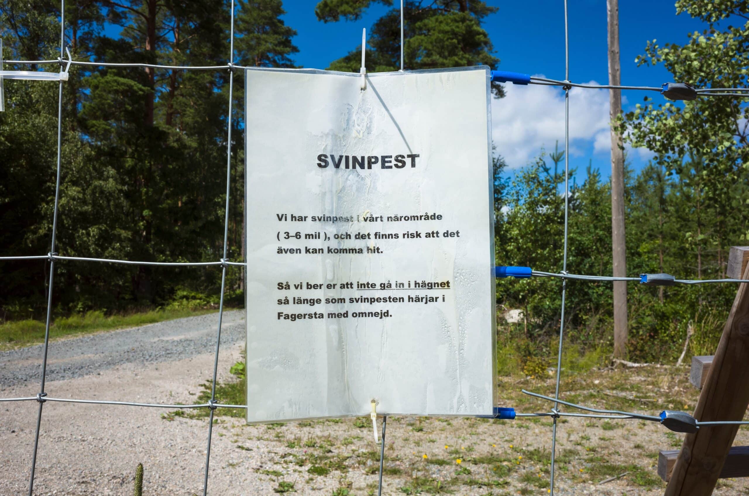 Afrikansk svinepest eksploderet i Tyskland - JAGT, Vildt & Våben