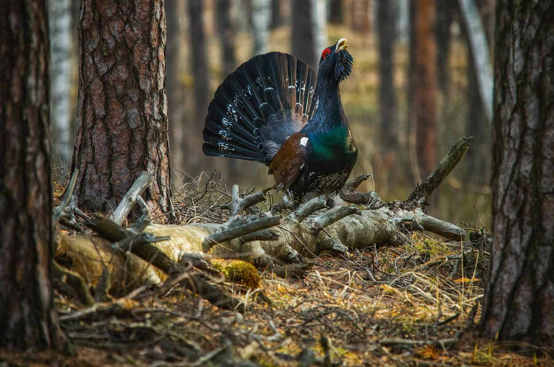 Nordisk hønsejagt på ryper, urfugl, tjur og hjerpe - JAGT, Vildt & Våben