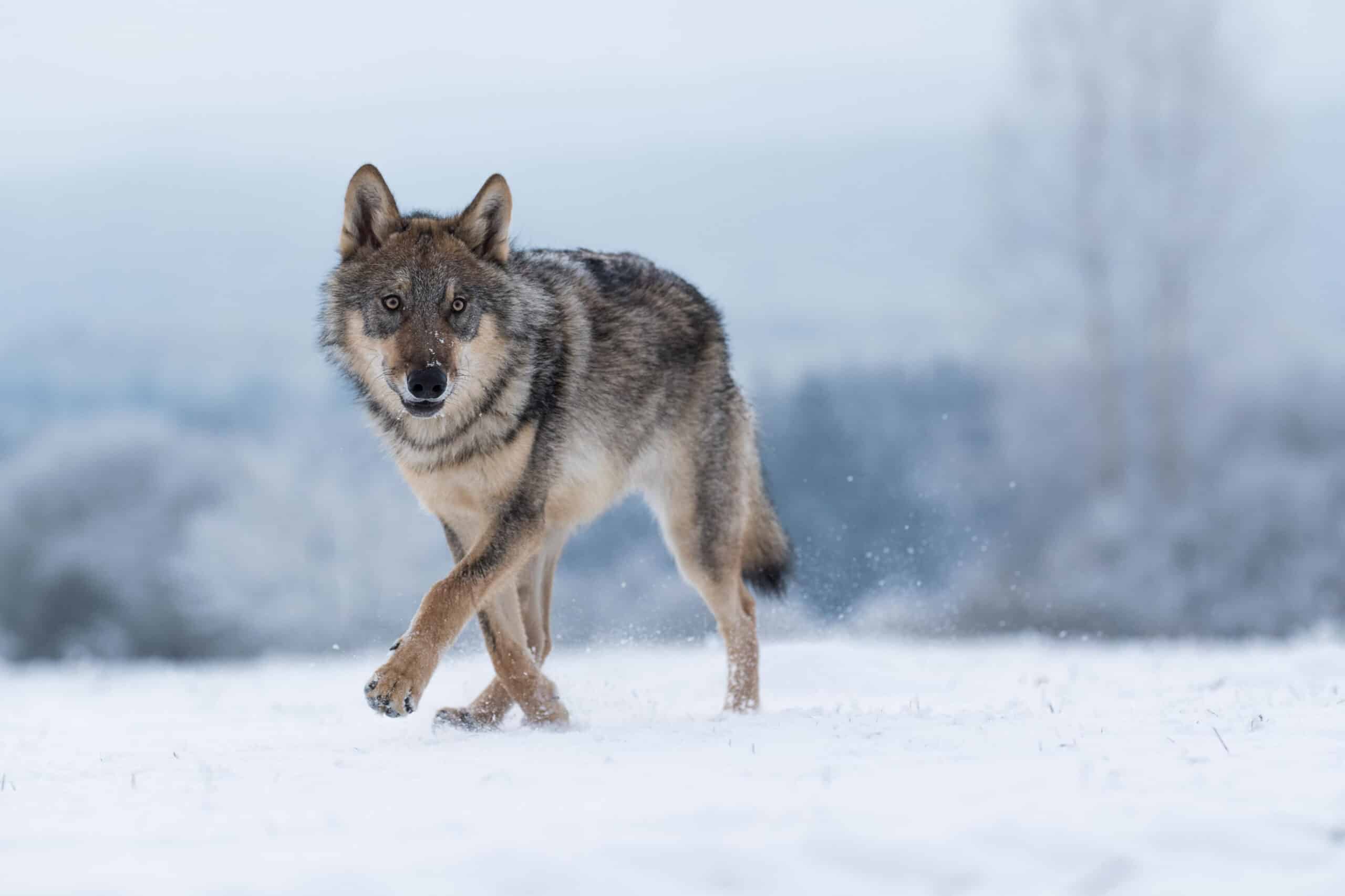 Markant færre ulve i Norge - JAGT, Vildt & Våben